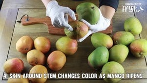 When Is A Mango Ripe | 6 Easy Signs * Vegan & Gluten-Free Meals Under ...